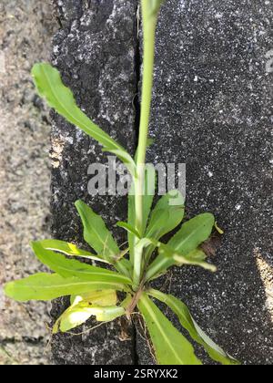 Elegant Cudweed (Gamochaeta impatiens), Plantae, Kamikoshikicho ...
