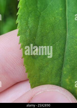 (Asteromyia modesta), Insecta, Kirtland, OH 44094, États-Unis, Solidago ...