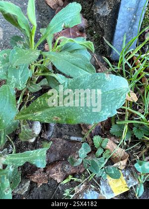 (Asteroideae), Plantae, Federal Hill Park, Baltimore, MD, ÉTATS-UNIS ...