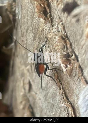 (Atanycolus), Insecta, S Ashwood Ave, Fayetteville, AR, NOUS, sur un ...