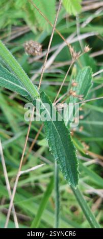 Purpletop verveine (Verbena incompta), Plantae, GGARNMID Gahnia Grove ...