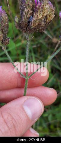 Purpletop verveine (Verbena incompta), Plantae, GGARNMID Gahnia Grove ...