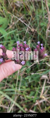 Purpletop verveine (Verbena incompta), Plantae, GGARNMID Gahnia Grove ...