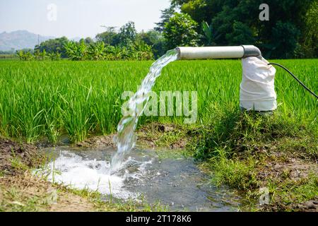 Irrigation des champs de riz à l'aide de puits à pompe avec la ...