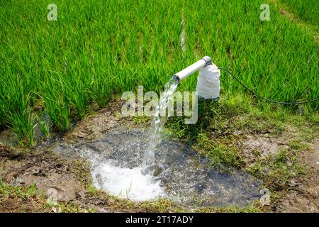 Irrigation des champs de riz à l'aide de puits à pompe avec la ...