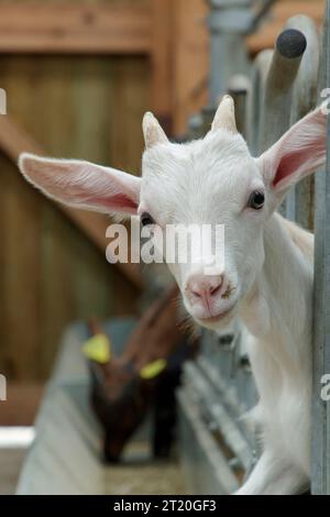 Élevage caprin à la ferme caprine la Planquette à Fressin (nord de la ...