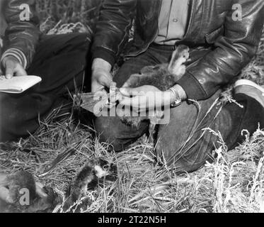 Relevé historique de la sauvagine. Note descriptive : image prise au ...