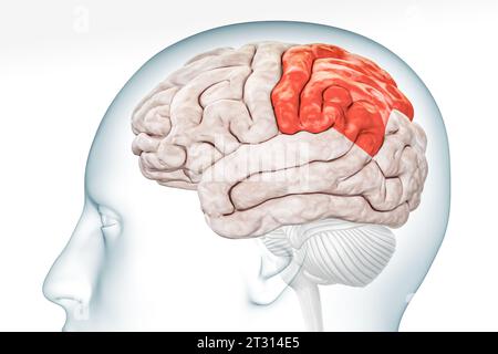 Cortex cérébral lobe pariétal dans la vue de profil de couleur rouge ...