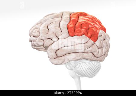 Cortex cérébral lobe pariétal dans la vue de profil de couleur rouge ...