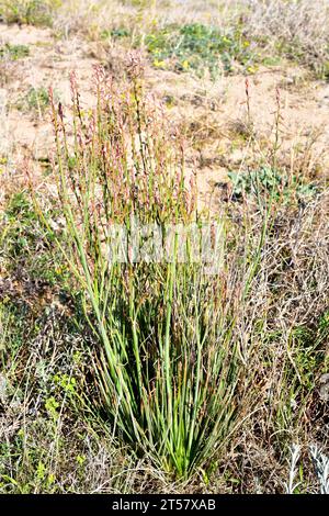 Asphodel à feuilles d'oignon (Asphodelus fistulosus), Plantae ...