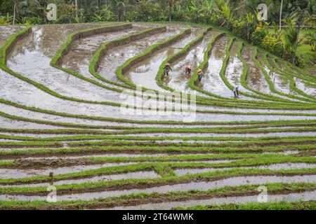 Les terrasses de riz magiques le soir. Ici vous pouvez voir les ...