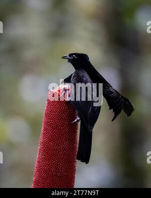 Le mâle Vogelkop Lophorina ou Lophorina niedda est une espèce d'oiseau de la famille des ...