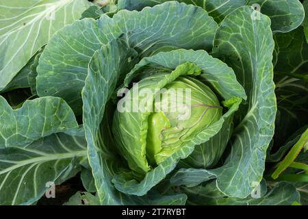Champ de choux. Culture du chou dans un terrain ouvert dans le domaine ...