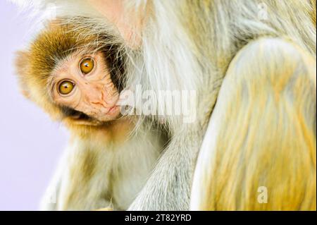 Le singe rhésus Macaque dans les rues de Sylhet. Ces singes ont grandi ...