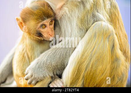 Le singe rhésus Macaque dans les rues de Sylhet. Ces singes ont grandi ...