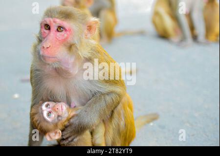 Le singe rhésus Macaque dans les rues de Sylhet. Ces singes ont grandi ...