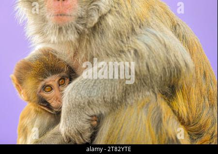 Le singe rhésus Macaque dans les rues de Sylhet. Ces singes ont grandi ...