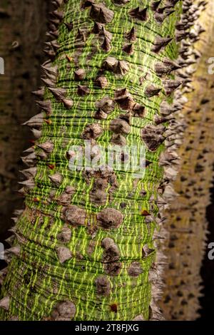 Très texturé, épineux, tronc de Kapok Tree, Ceiba Pentandra, avec ...