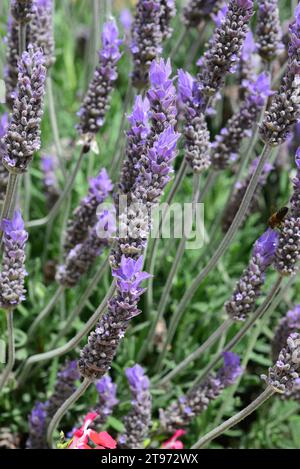 La lavande du Cap-Vert (Lavandula crenata ou Lavandula rotundifolia ...