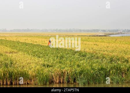 Khulna, Bangladesh - 24 novembre 2023 : vue aérienne de la mangrove ...