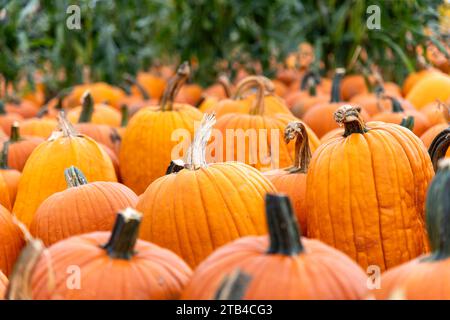 Gros plan d'une variété de citrouilles debout dans une parcelle de ...
