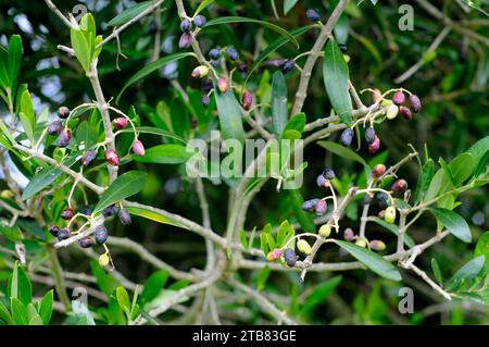 L'olive sauvage (Olea europaea sylvestris ou Olea europaea oleaster ...