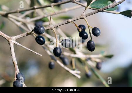 L'olive sauvage (Olea europaea sylvestris ou Olea europaea oleaster ...