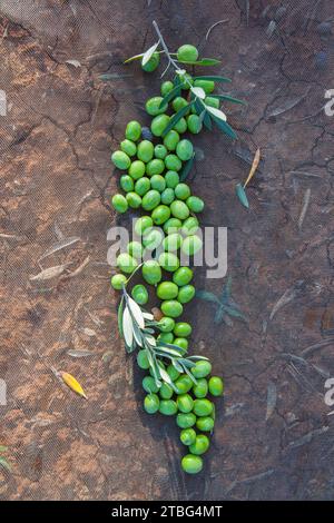 Filet de collecte des olives. Scène de saison de récolte des olives de ...