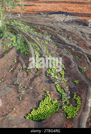 Filet de collecte des olives. Scène de saison de récolte des olives de ...
