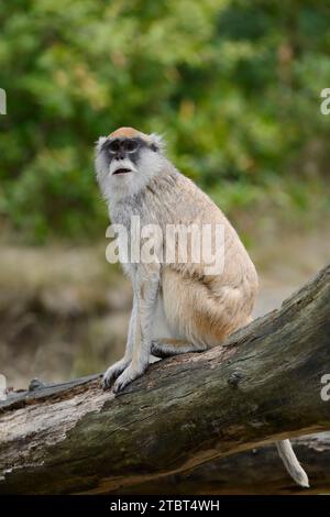 Patas singe ou singe Hussar (Erythrocebus patas). Scène des animaux ...