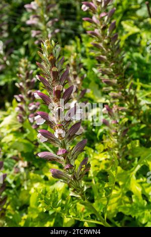 Acanthus mollis, connu sous le nom de sangsues de l'ours, culottes de l ...