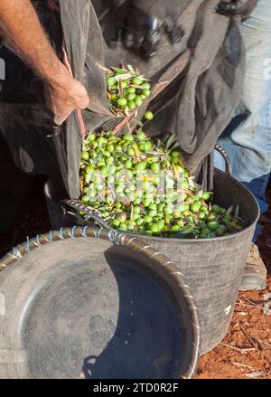 Les journaliers transfèrent les olives du filet de collecte au godet de ...