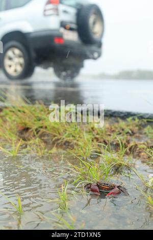 Les crabes de mangrove émergent après les inondations provoquées par le ...