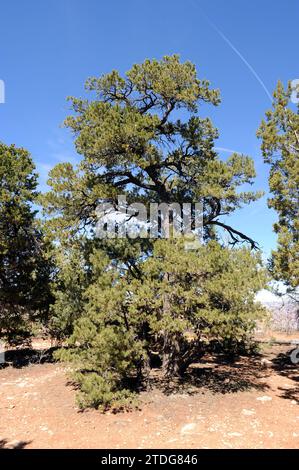 Colorado Pinyon Pinus edulis Grand Canyon National Park Arizona USA ...