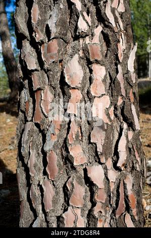 Le pin pyrénéen (Pinus nigra salzmannii) est un conifère originaire d ...