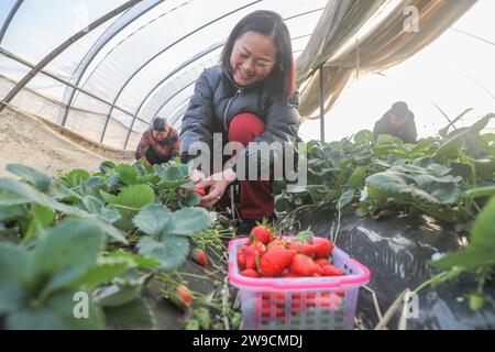 HUZHOU, CHINE - 27 DÉCEMBRE 2023 - les villageois récoltent des fraises ...