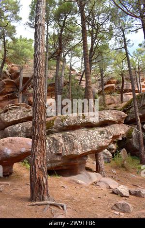 Paysage protégé des forêts de pins de Rodeno formé par Pinus pinaster ...