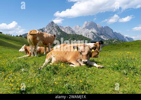 Malerische Almlandschaften - Braunvieh -Kühe mit Glocke auf der grünen ...