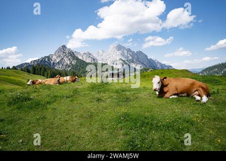 Fleckvieh - Kuh liegt entspannt auf der grünen Litzlalm mit einem imposanten Gebirge im ...