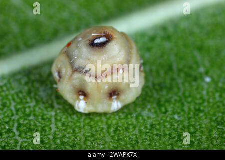 Écaille de cire de figue (nom scientifique : Ceroplastes rusci ...
