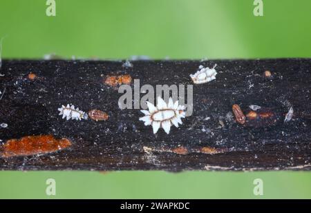 Écaille de cire de figue (nom scientifique : Ceroplastes rusci ...