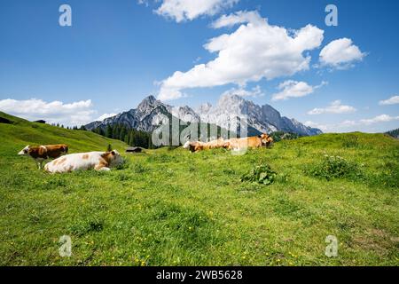 Alpenpanorama - Kühe liegen entspannt auf einer Alm mit prächtigem Gebirge im hintergrund ...