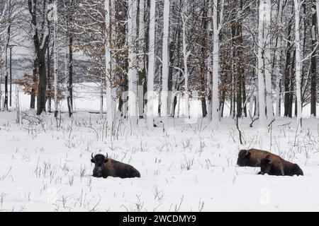 Bison d'élevage au Super G Ranch pendant une tempête de neige dans le ...