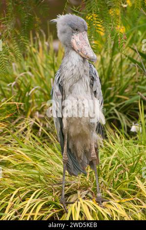 Bec-en-sabot du Nil (Balaeniceps rex), San Diego Zoo Safari Park, San ...