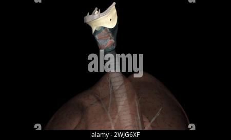 la membrane thyrohyoïde relie le cartilage thyroïdien à l'os hyoïde et ...