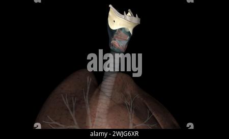 la membrane thyrohyoïde relie le cartilage thyroïdien à l'os hyoïde et ...