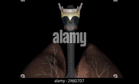 la membrane thyrohyoïde relie le cartilage thyroïdien à l'os hyoïde et ...