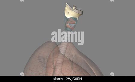 la membrane thyrohyoïde relie le cartilage thyroïdien à l'os hyoïde et ...