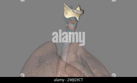 la membrane thyrohyoïde relie le cartilage thyroïdien à l'os hyoïde et ...