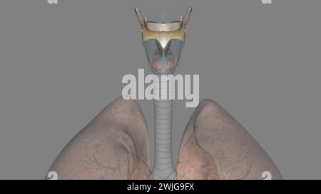 la membrane thyrohyoïde relie le cartilage thyroïdien à l'os hyoïde et ...